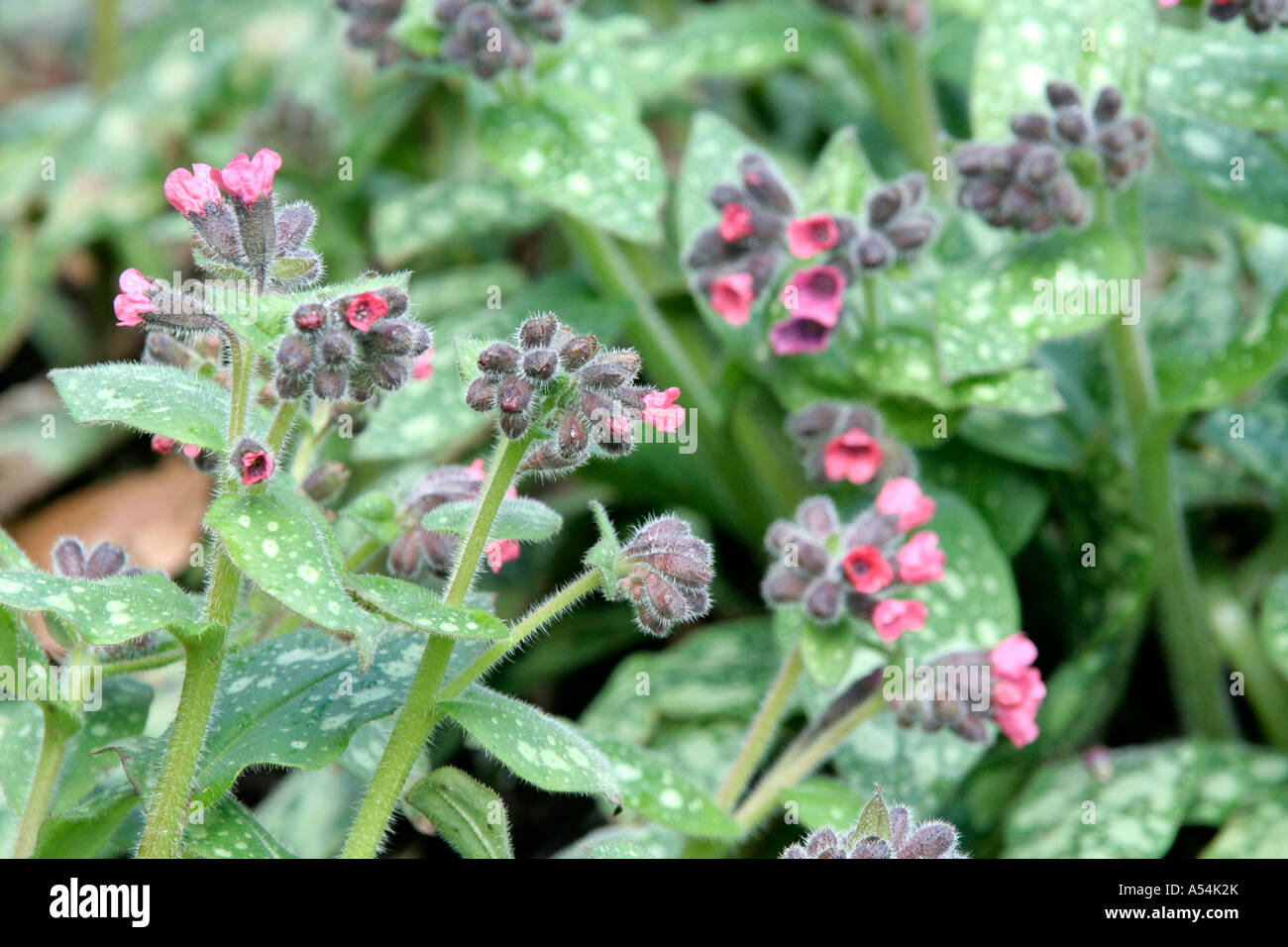 Pulmonaria saccharata Leopard Stock Photo - Alamy