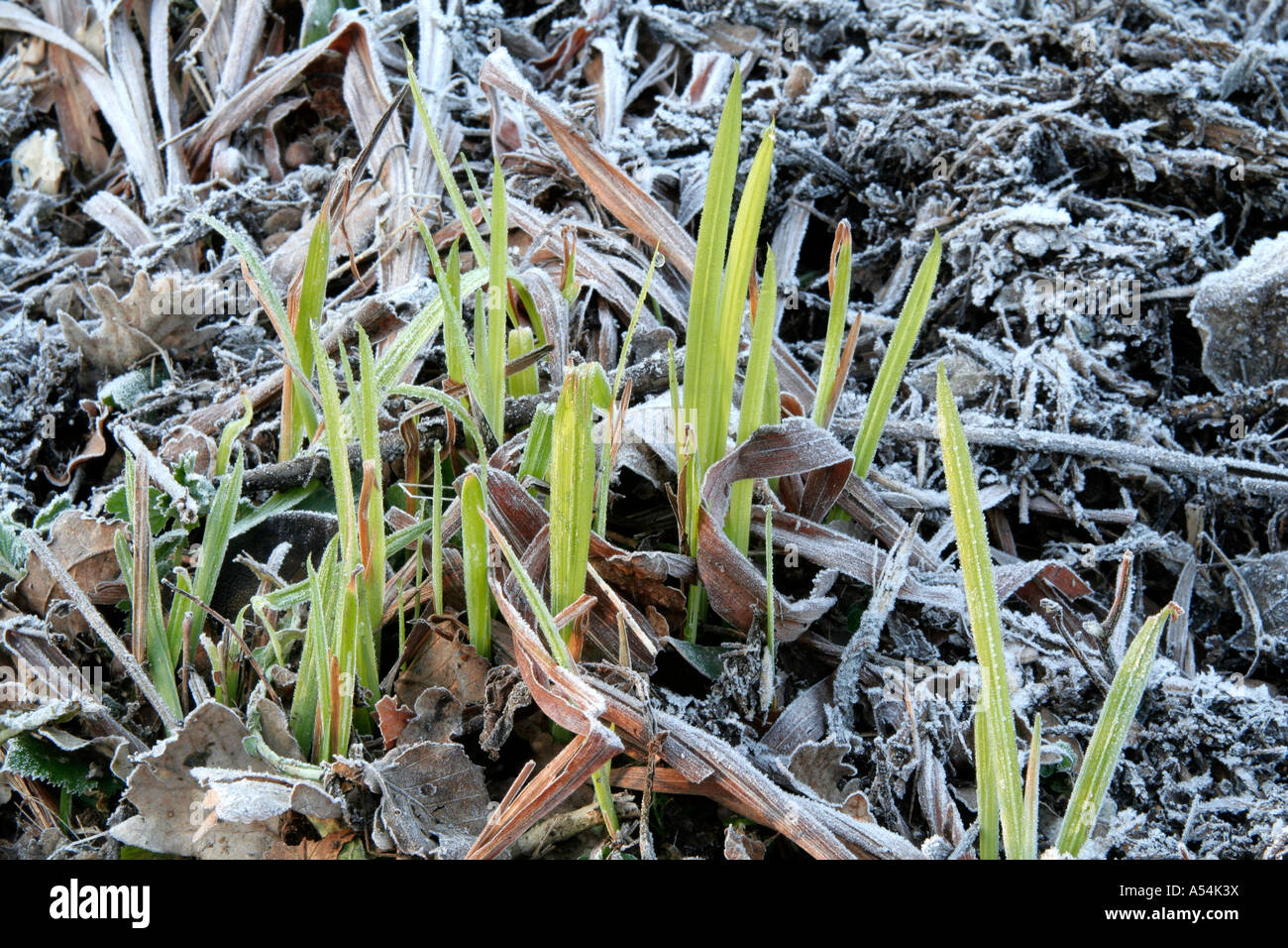 Mulching protects plants from a damaging frost Stock Photo - Alamy