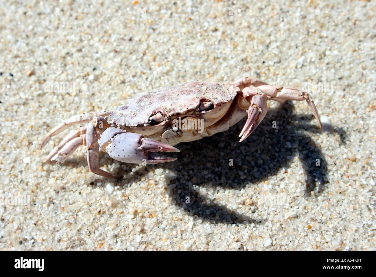 Pink crab meat hi-res stock photography and images - Alamy