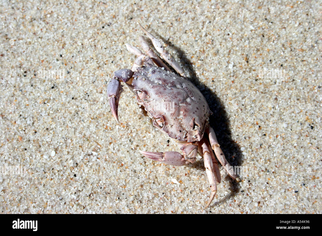 Crab angry hi-res stock photography and images - Alamy