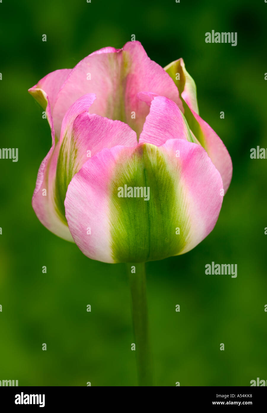 A distinctive and unusual variegated coloured single tulip Stock Photo ...