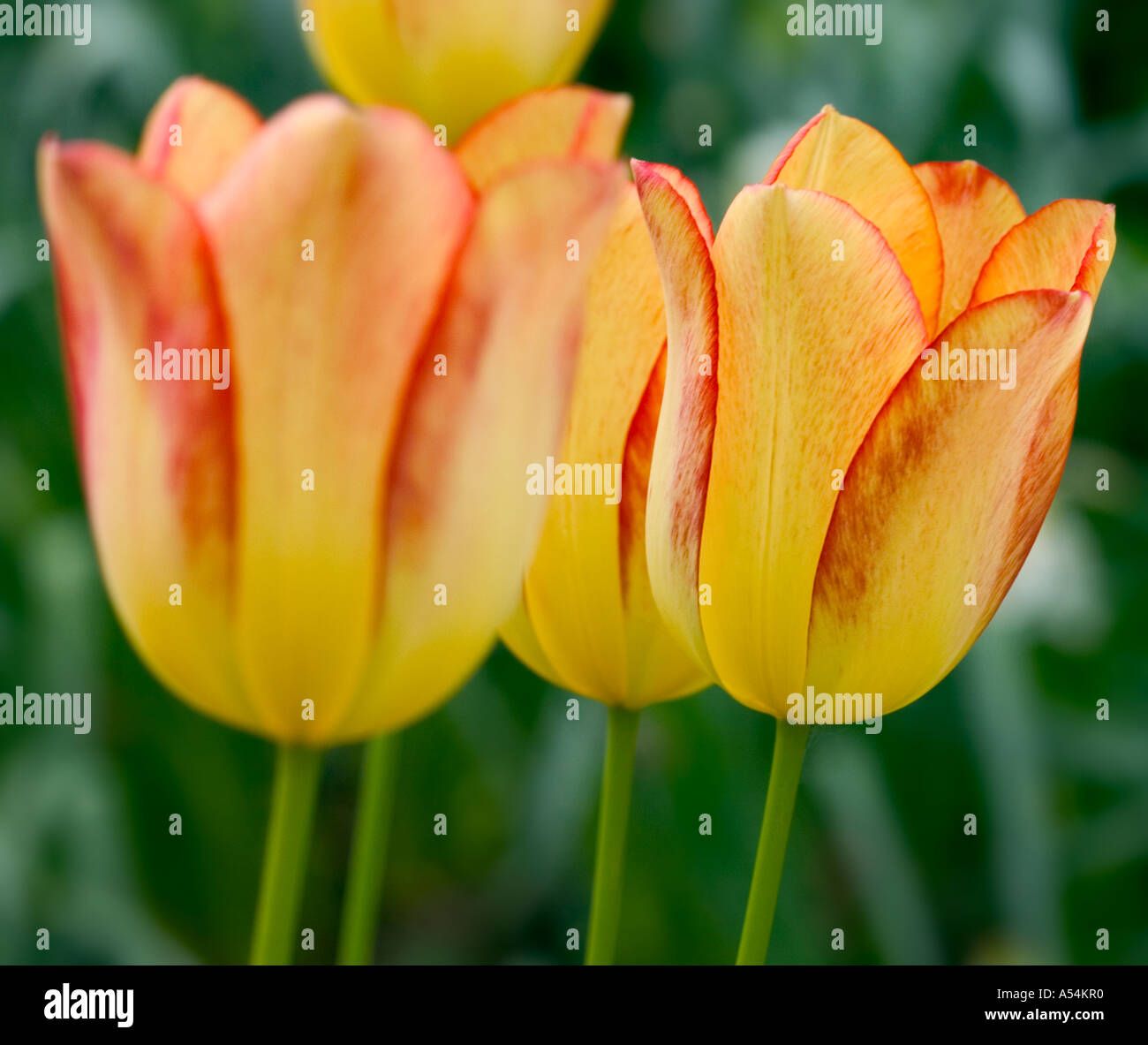 Three angled three angled hi-res stock photography and images - Alamy