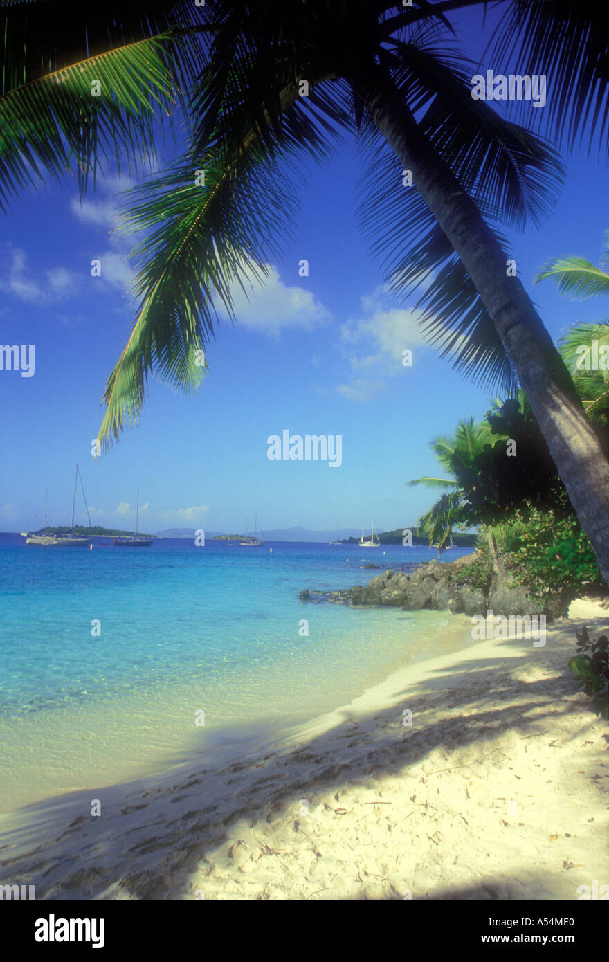 Palm tree on tropical beach on the island of St John in the United ...