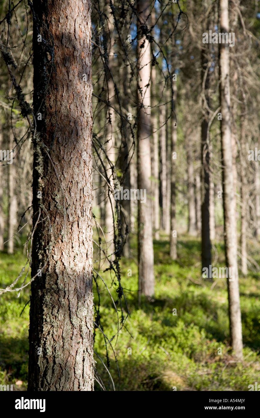 Pine ( pinus sylvestris ) tree growing in the middle of a spruce taiga ...