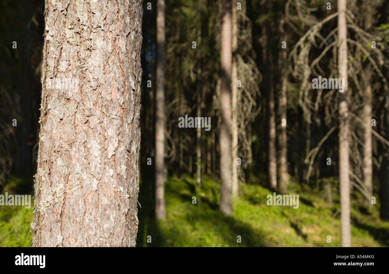 Close-up of an European growing pine tree ( pinus sylvestris ) trunk ...