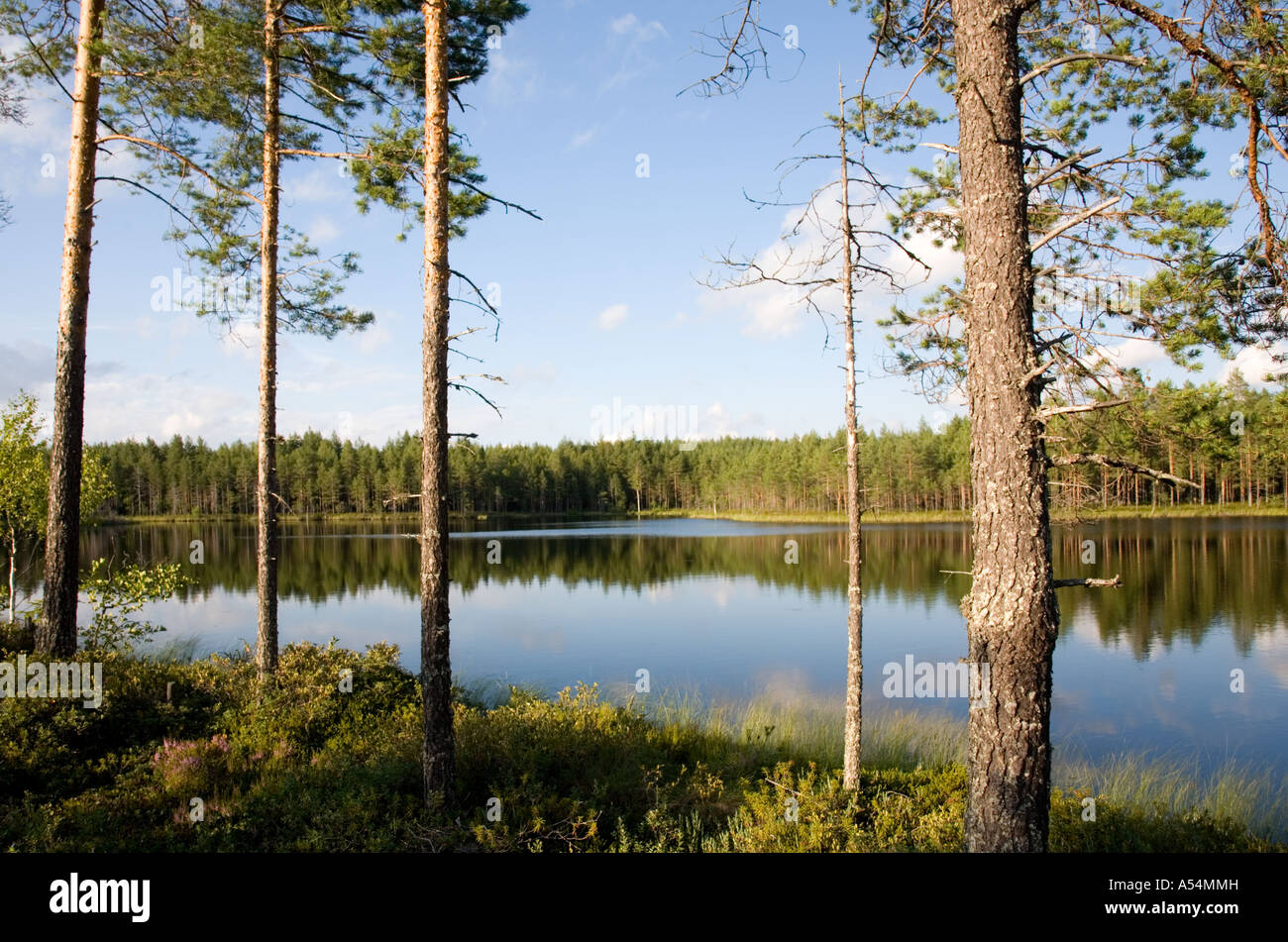 Taiga biome hi-res stock photography and images - Alamy