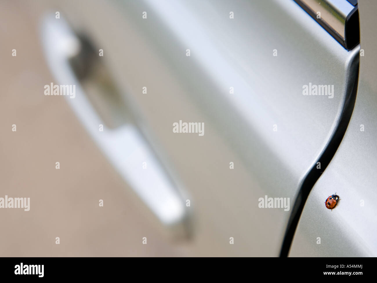 Small ladybird ( Coccinella septempunctata ) on a silver colored car ...
