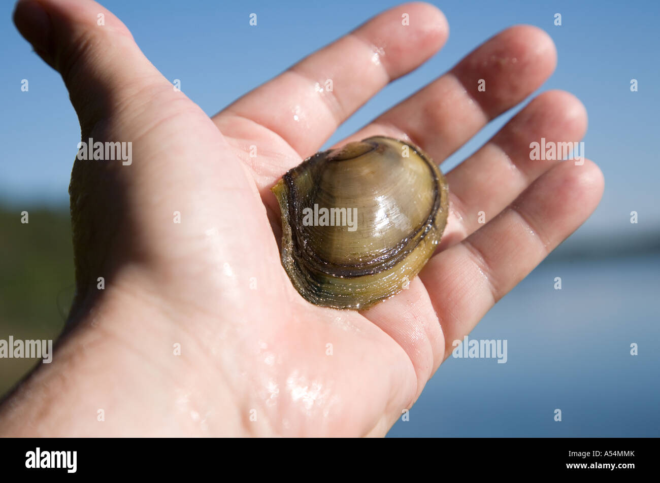 Anadonta Stock Photos & Anadonta Stock Images - Alamy