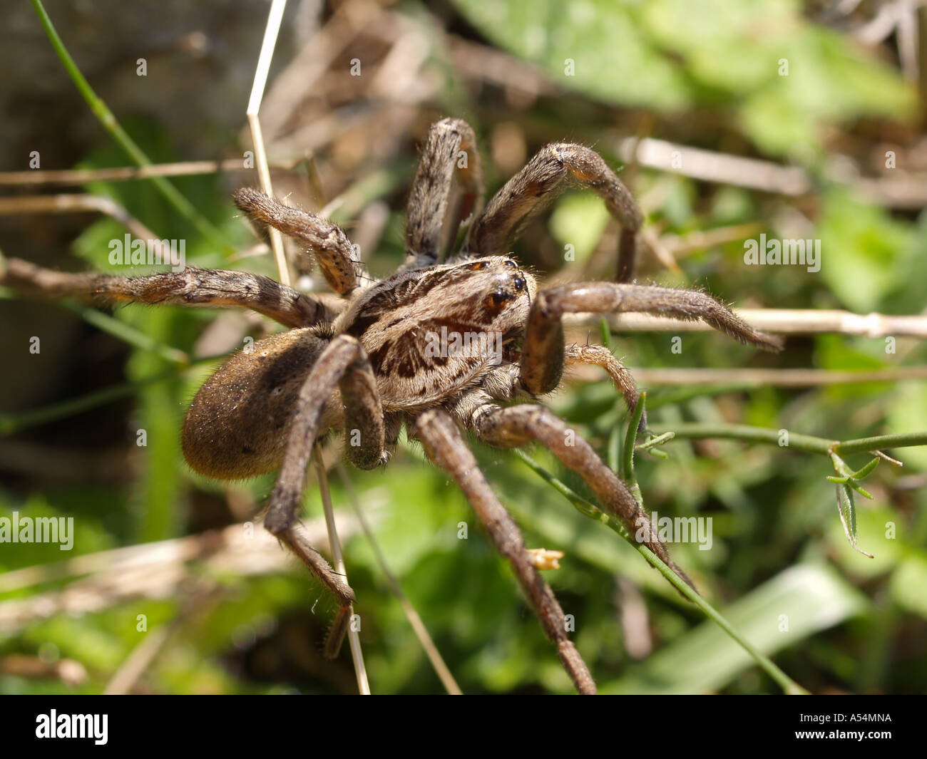 Lycosa Singoriensis High Resolution Stock Photography and Images - Alamy