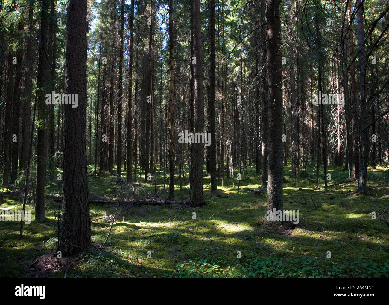 Finnish spruce ( picea abies ) taiga forest where the ground is covered ...