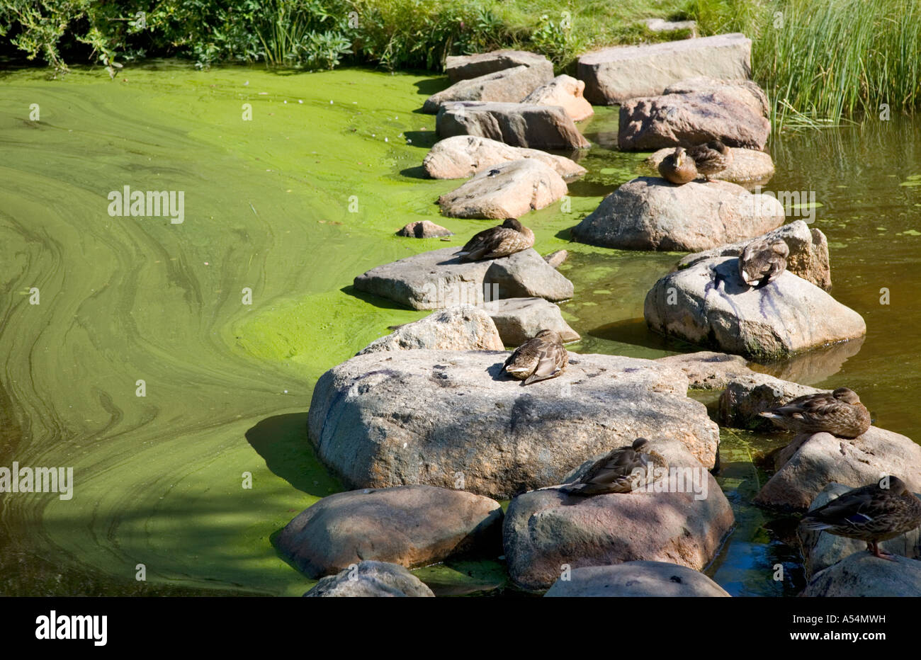 Heavy growth of cyanobacteria ( blue-green algae ) on the water surface ...