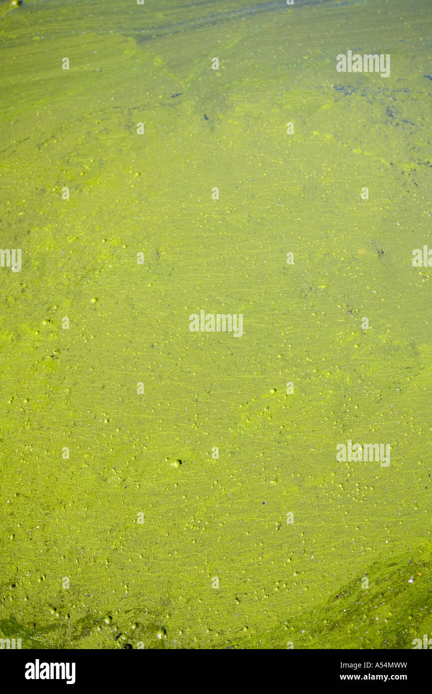 Heavy growth of cyanobacteria ( blue-green algae ) on the water surface ...