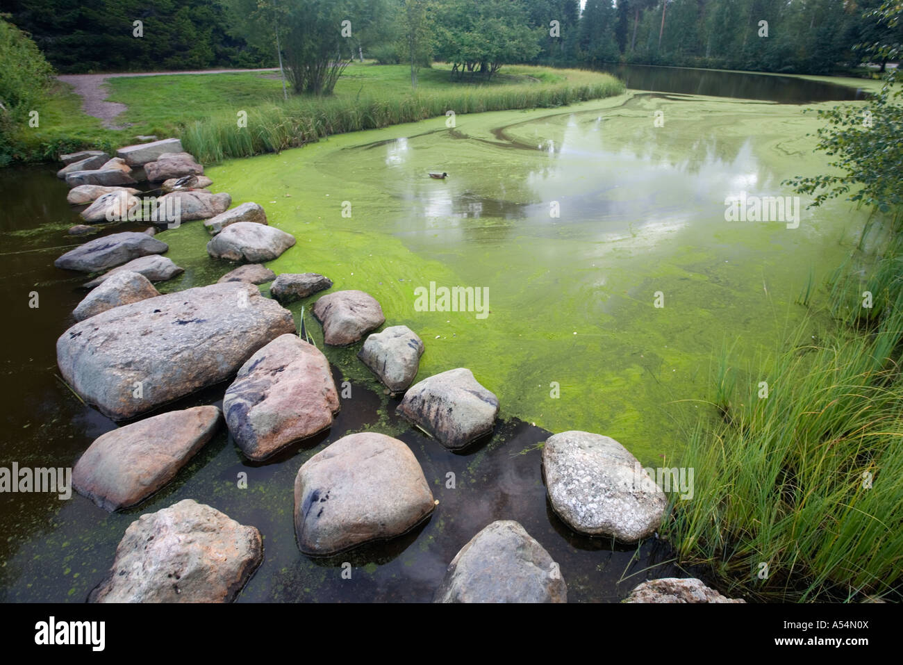 Cyanobacteria blooming hi-res stock photography and images - Alamy
