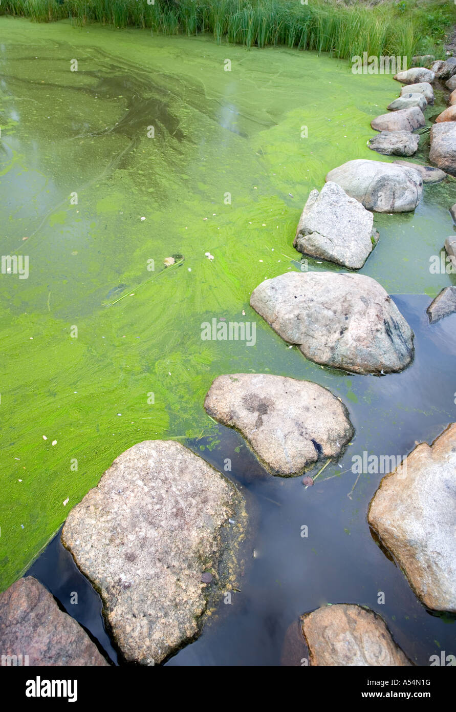 Cyanobacteria Algae