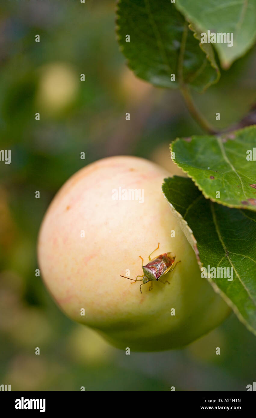 Birch shield bug (elasmostethus interstinctus, Linnaeus) on an apple ...