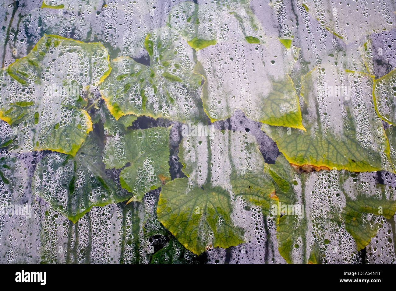 Moisture condensing to the inside plastic wall of a greenhouse and ...