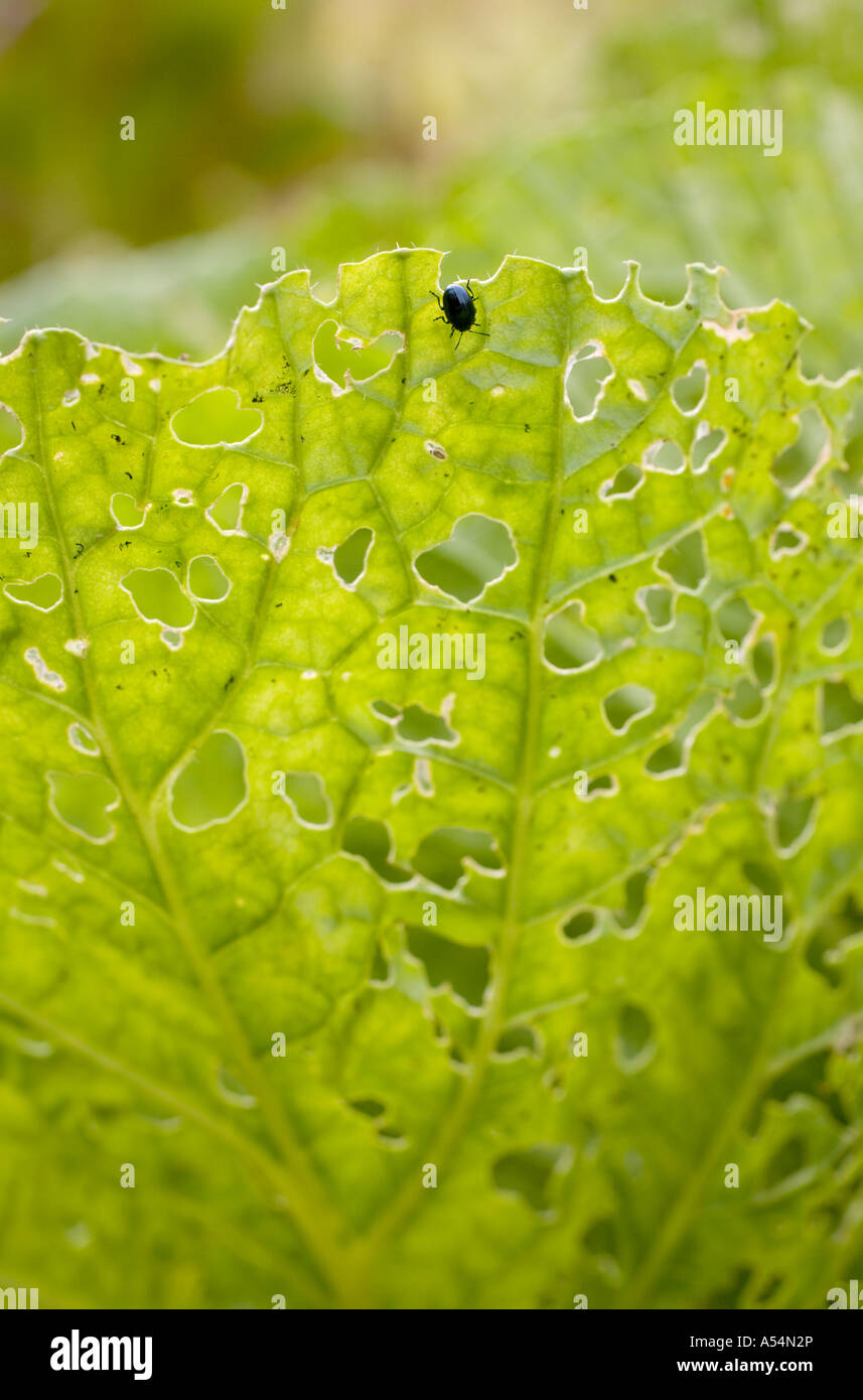 Green gabbage leaf full of small holes made by a tiny bug Stock Photo ...