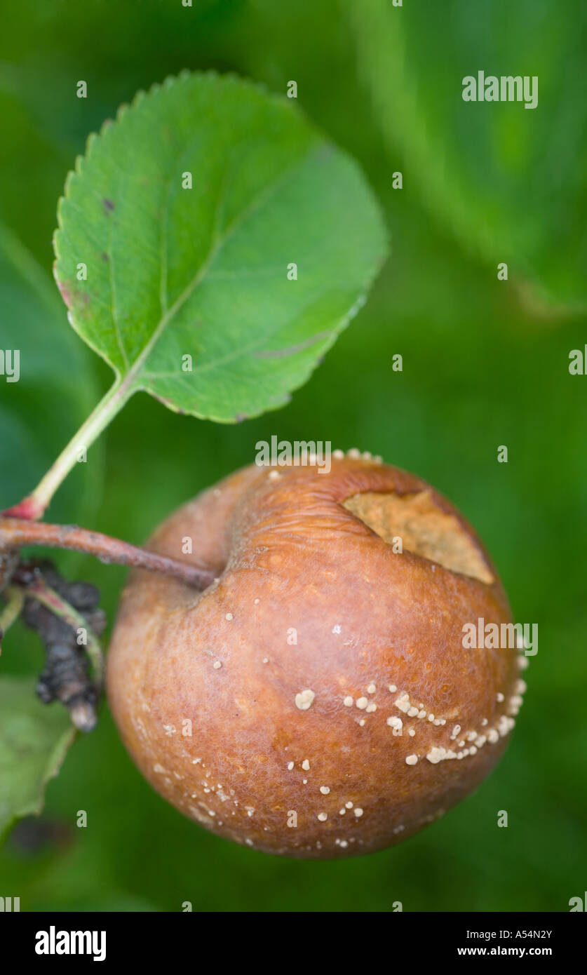 One isolated close-up of a brown decaying apple on apple branch Stock ...