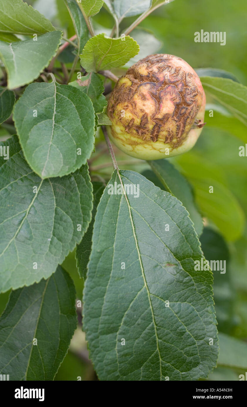 Diseased and mouldy leaf hi-res stock photography and images - Alamy