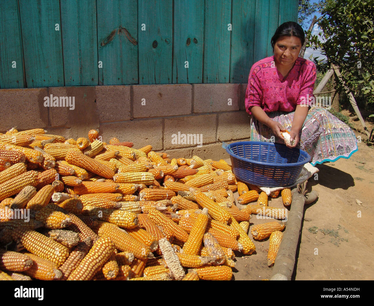 Corn farming guatemala hi-res stock photography and images - Alamy