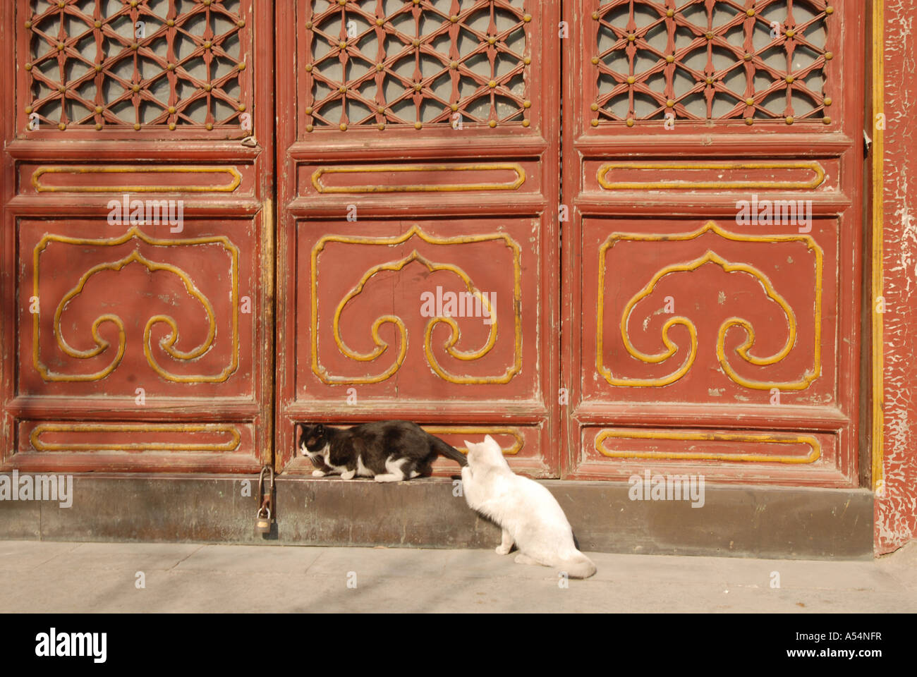 Beijing cats in doorway Stock Photo - Alamy