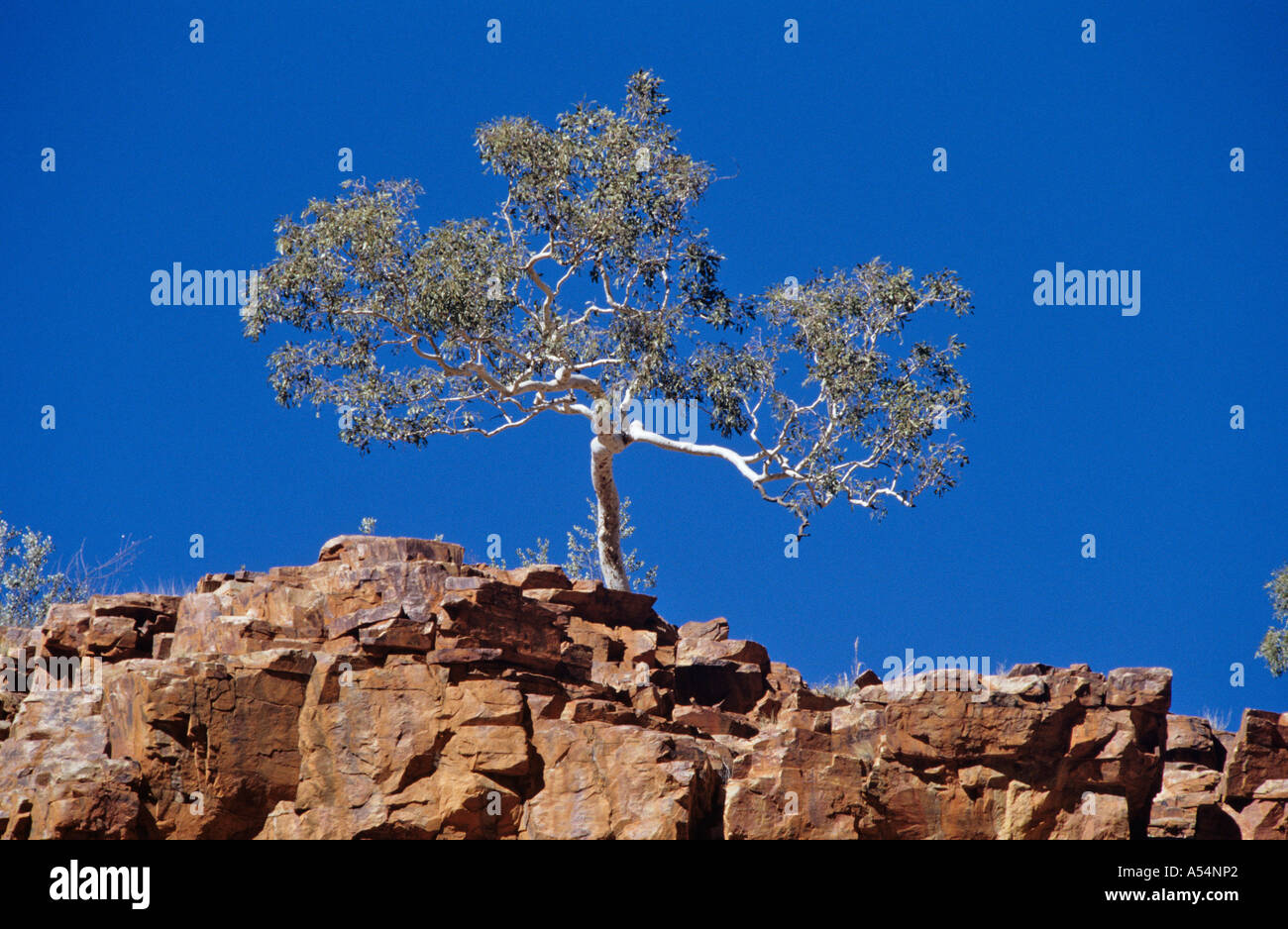 White gum tree hi-res stock photography and images - Alamy