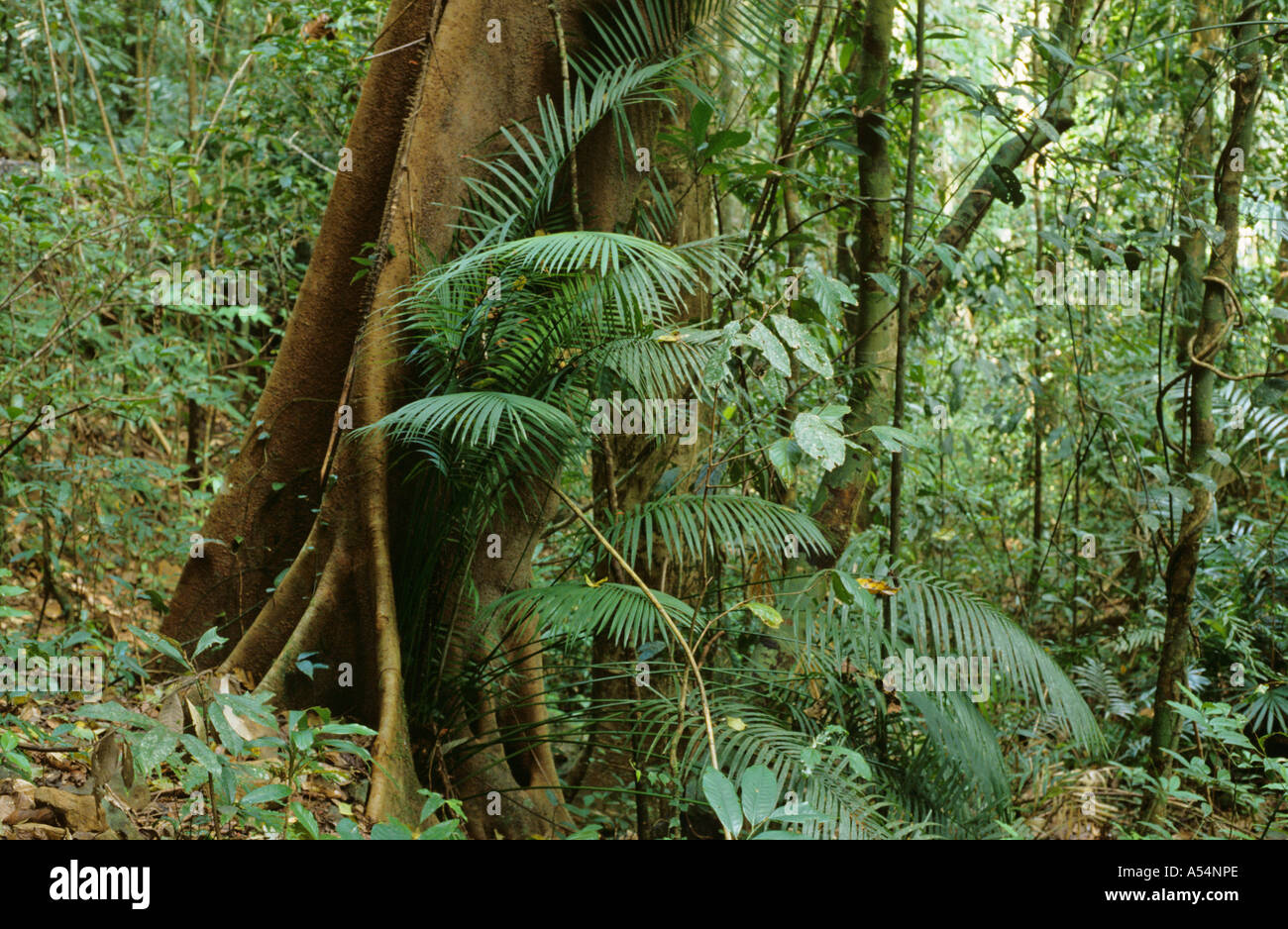 Cold rainforest in the Palmerston National Park Queensland Australia ...