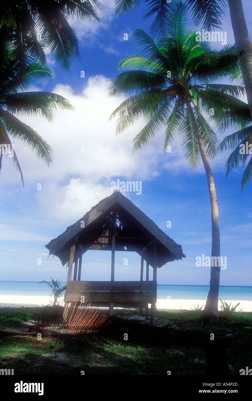 Palm trees around small hut on tropical beach in Maluku Indonesia ...