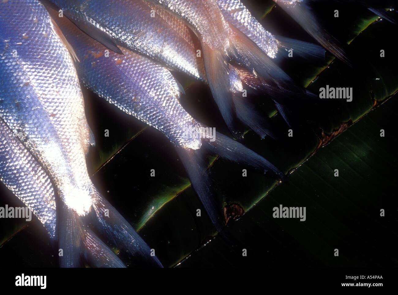 Dead fish at seafood market in Java Indonesia Stock Photo - Alamy