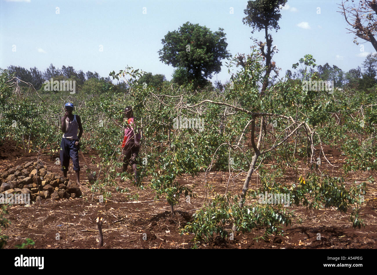 Shamba or small farm where people grow bushes for the herb Miraa or ...
