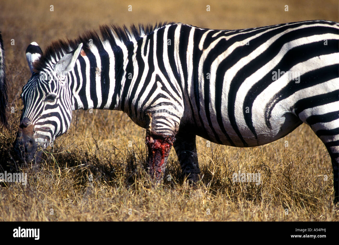 Common Zebra with severe wound probaly caused by lion on front leg ...