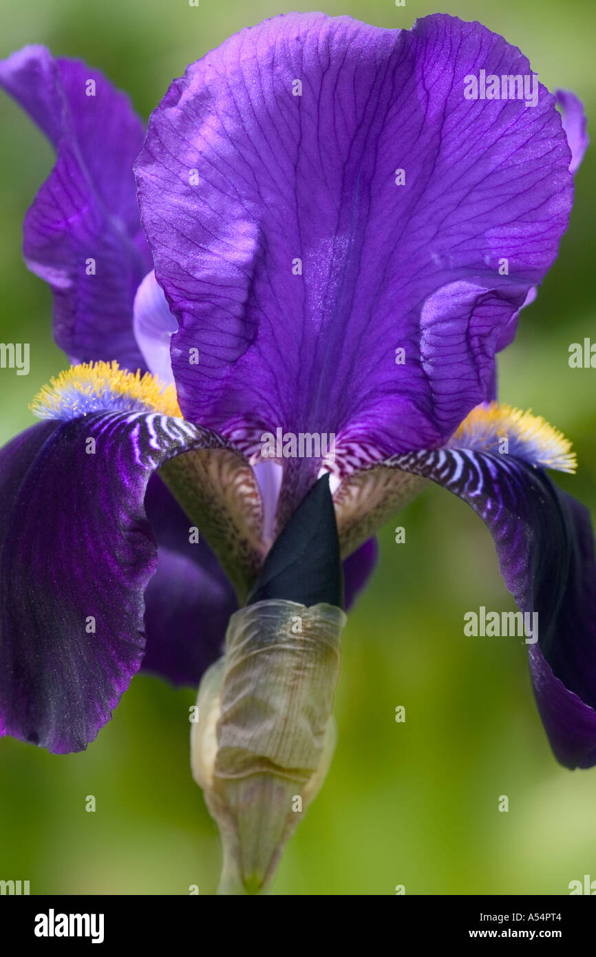 A natural shot of one single bearded iris flower Stock Photo - Alamy