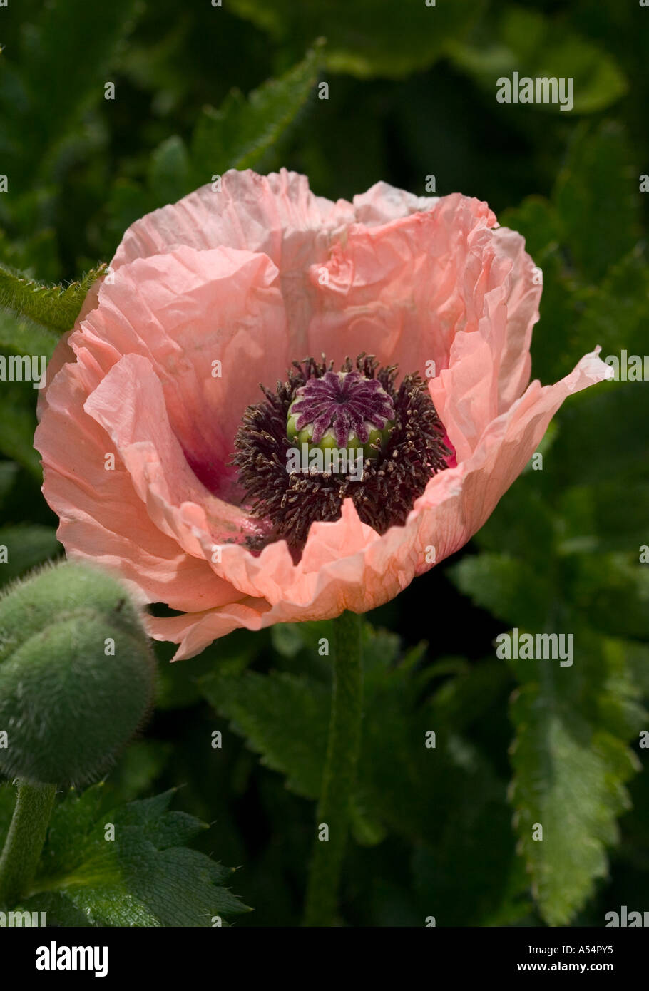 Pink peach self hi-res stock photography and images - Alamy