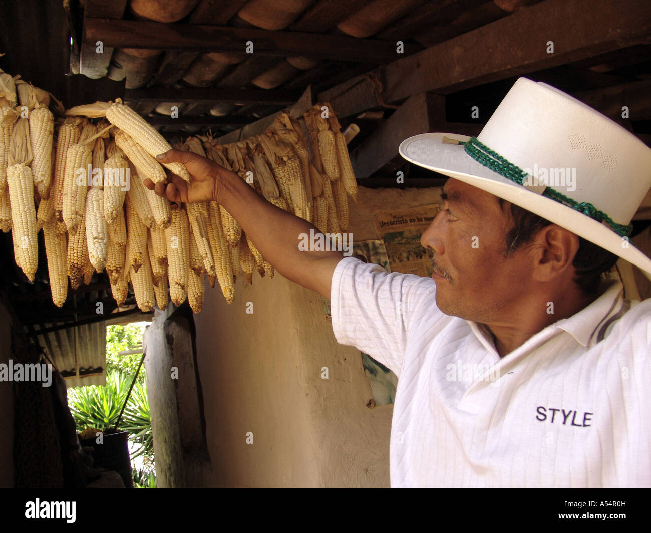 Drying maize cobs hi-res stock photography and images - Alamy