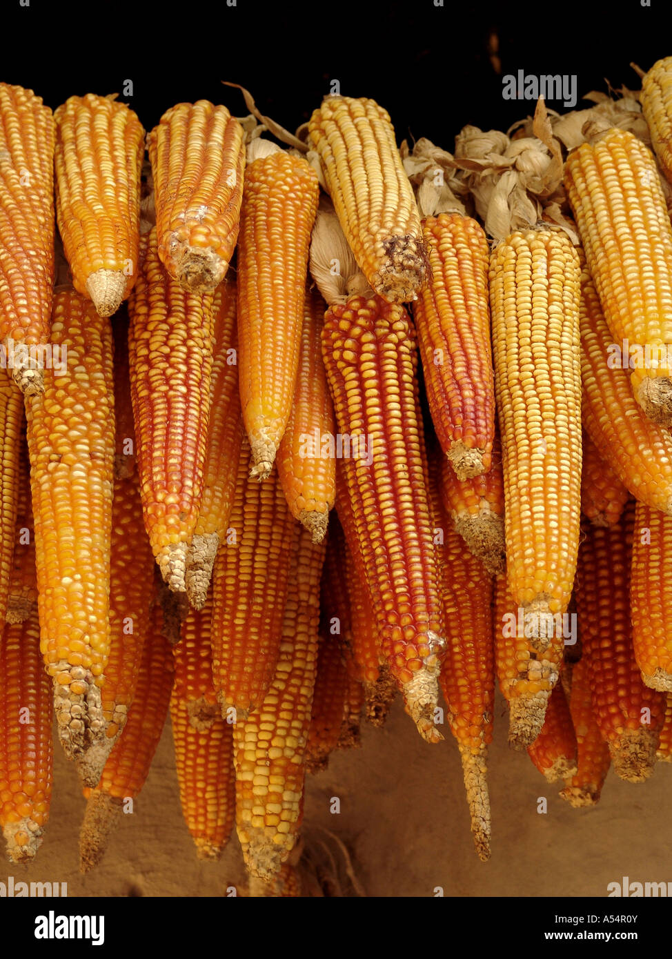 Grain maize threshing hi-res stock photography and images - Alamy