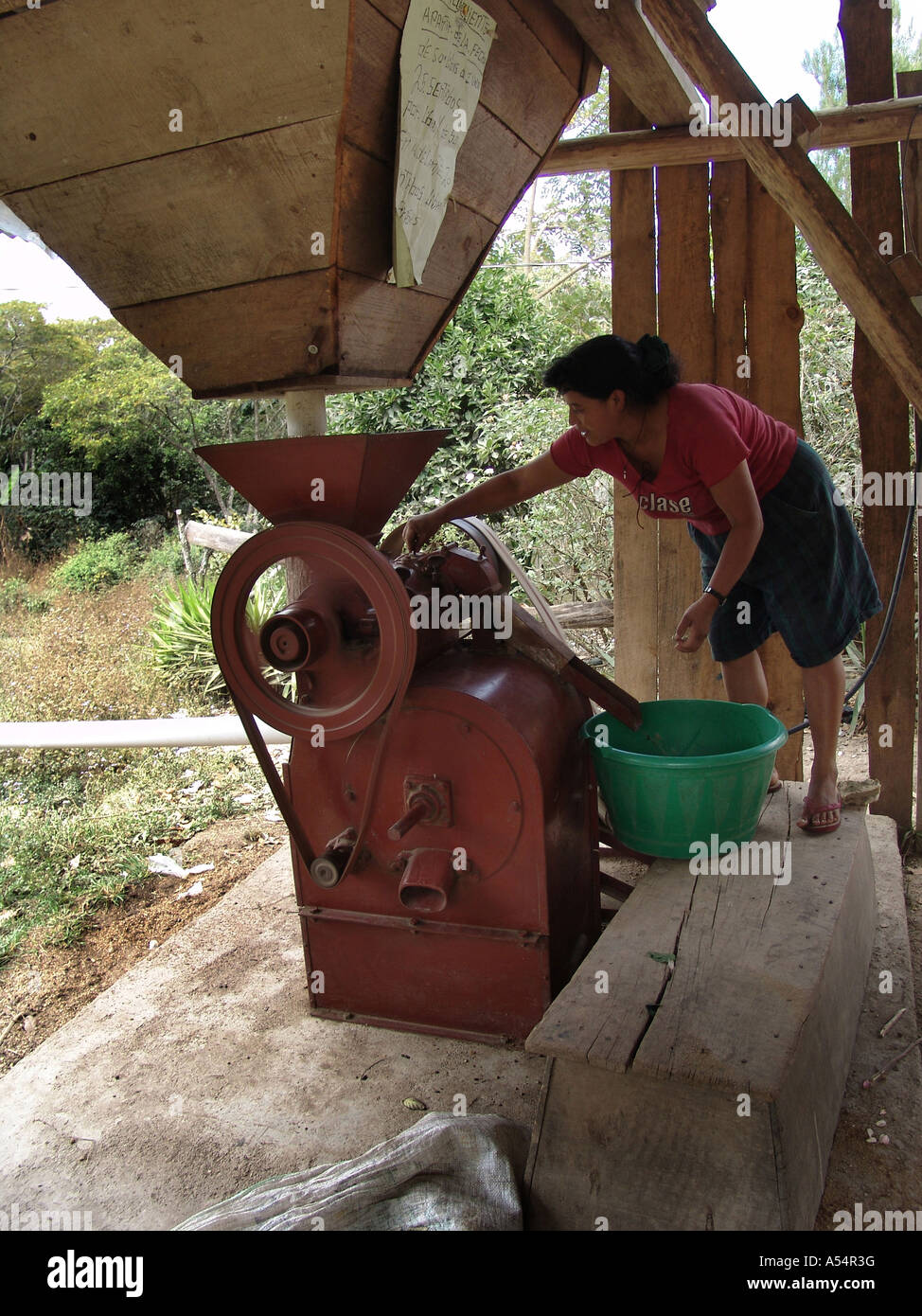 Painet ip1853 honduras women mill rmove husk coffee beans marcala ...