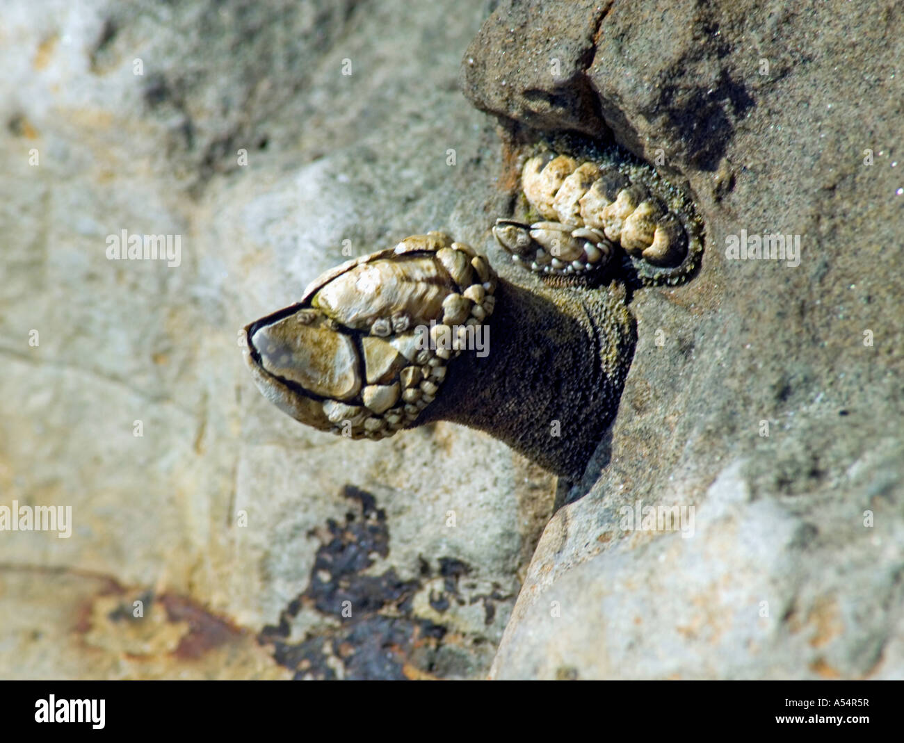 Pacific Goose Barnacle 2 Stock Photo - Alamy