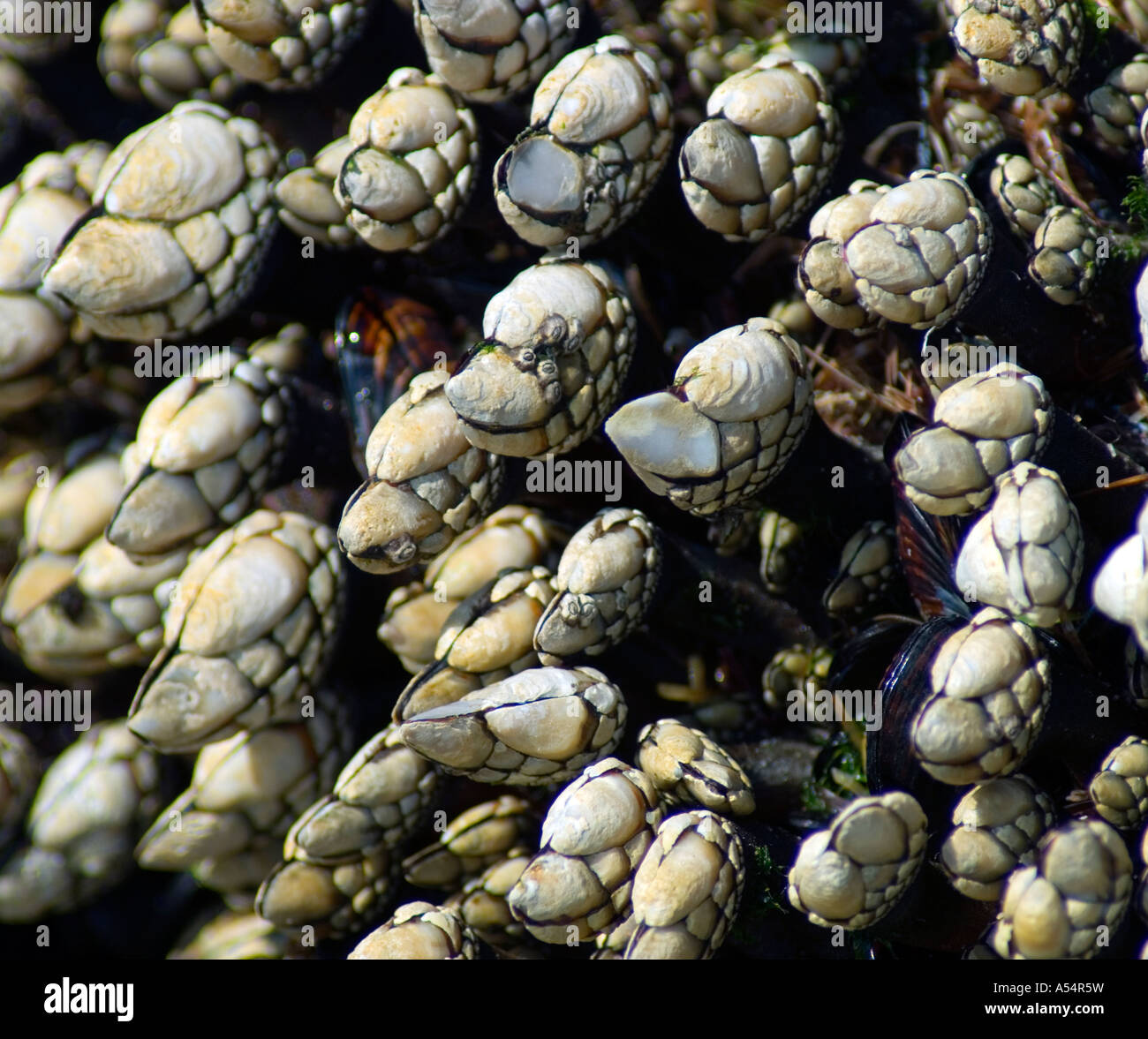 Pacific Goose Barnacle 1 Stock Photo - Alamy