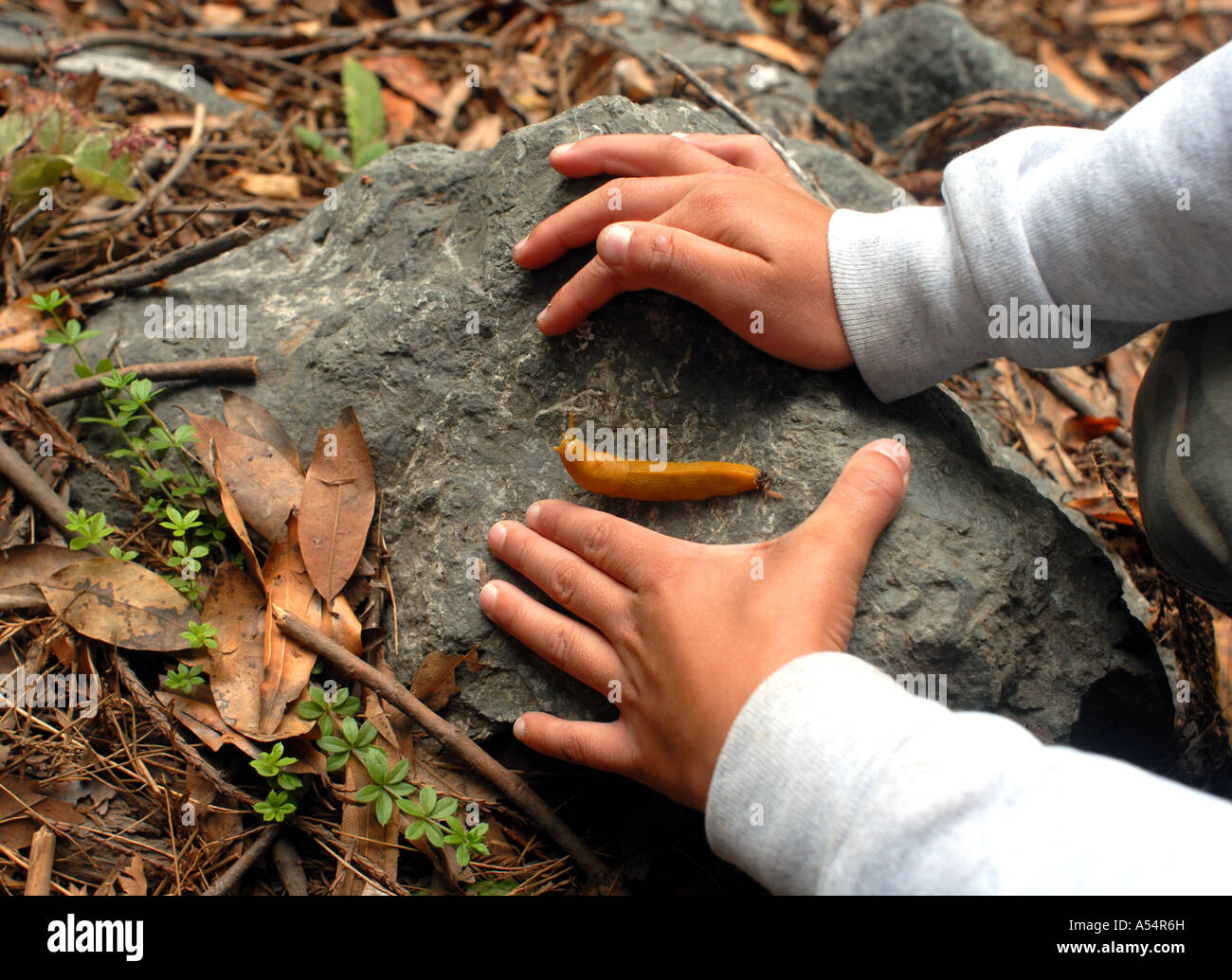 Bright orange slug hi-res stock photography and images - Alamy