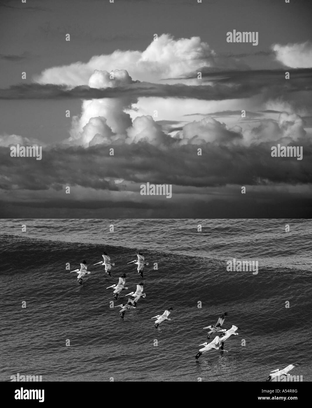 Big pelican Black and White Stock Photos & Images - Alamy