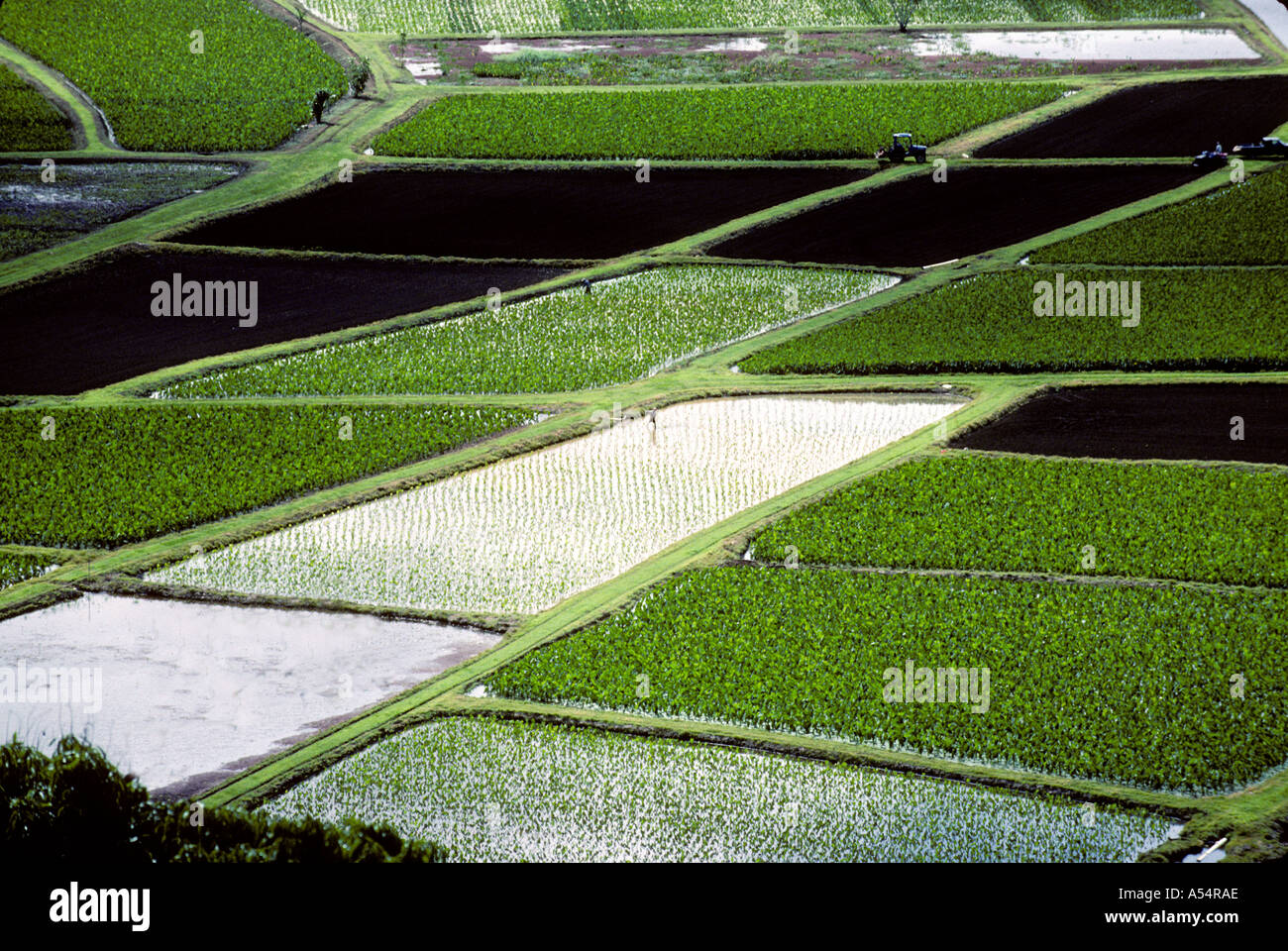 Taro Fields Hanalei Kauai Hawaii USA Stock Photo - Alamy