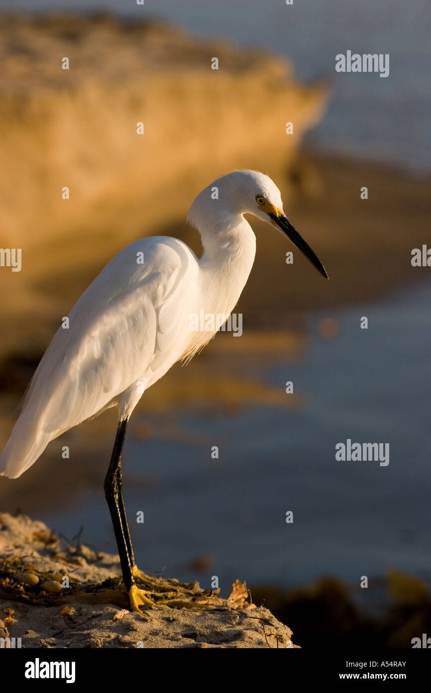 Great Egret on the beach near Isla Vista California Stock Photo - Alamy