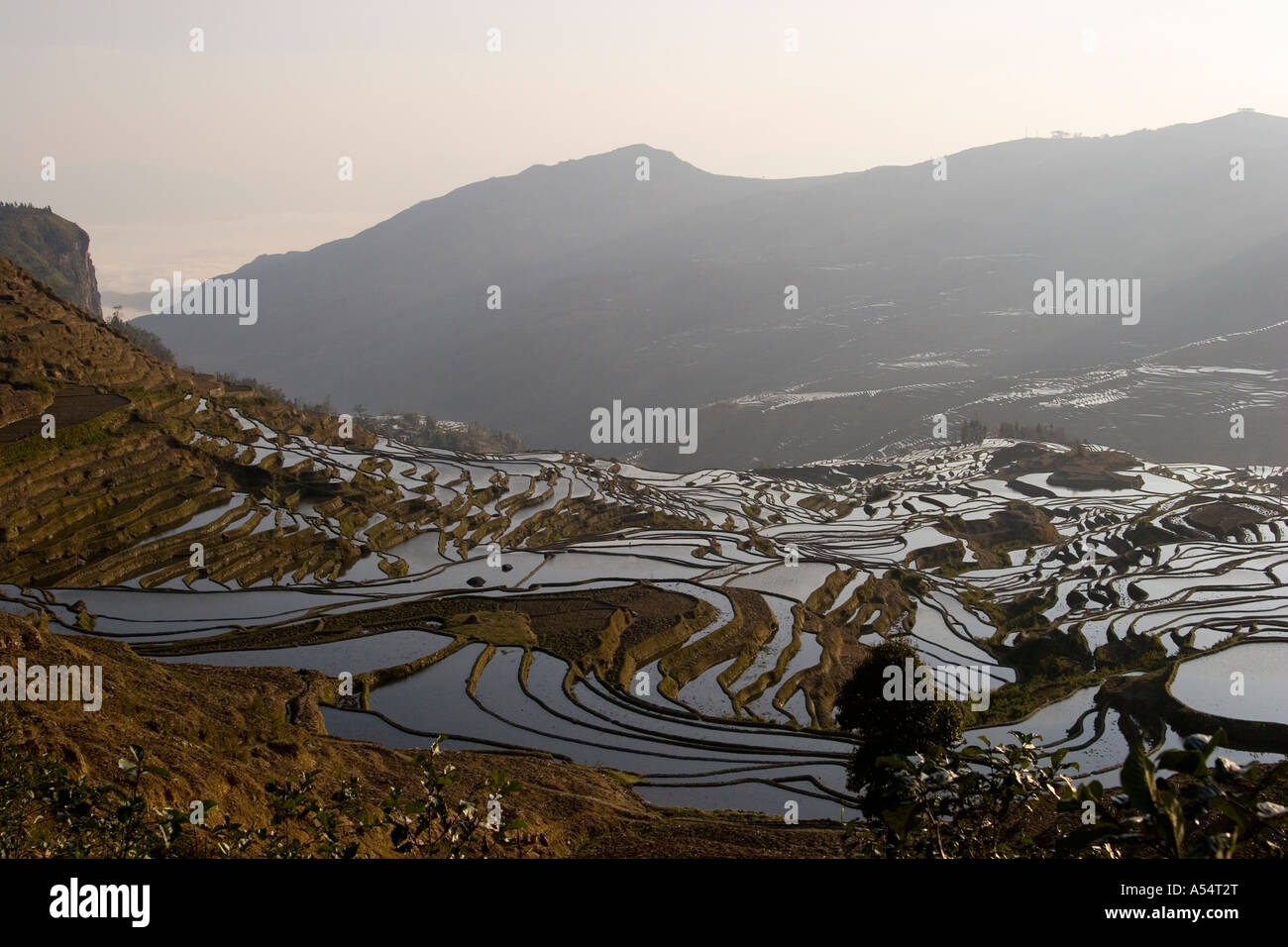 View of rice terraces Yuanyang China Stock Photo - Alamy
