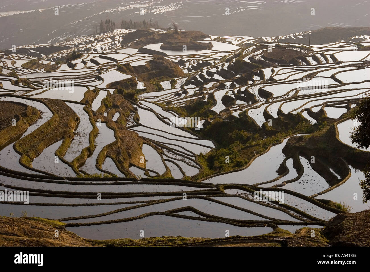View of rice terraces Yuanyang China Stock Photo - Alamy