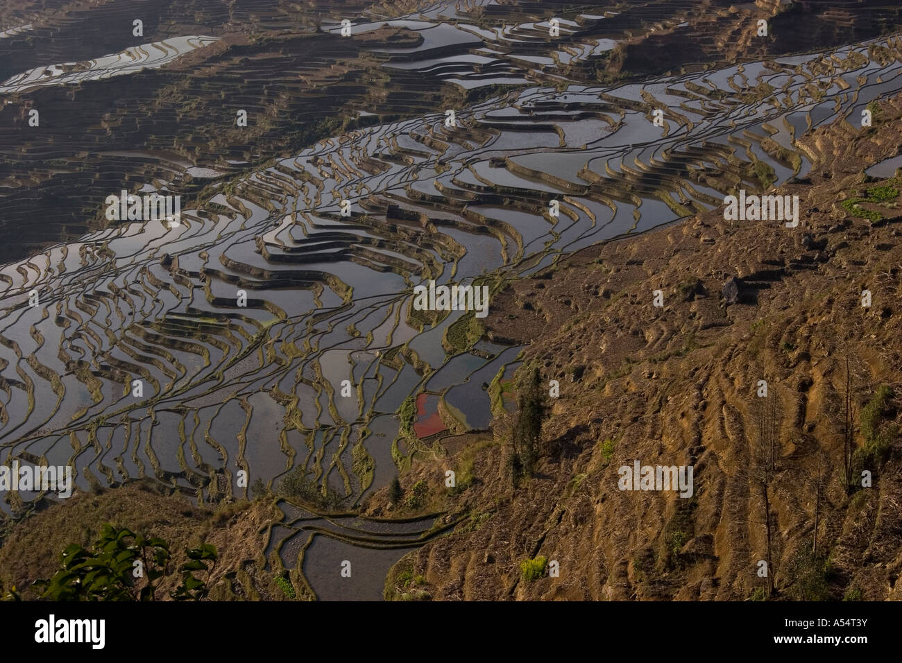 View of rice terraces Yuanyang China Stock Photo - Alamy