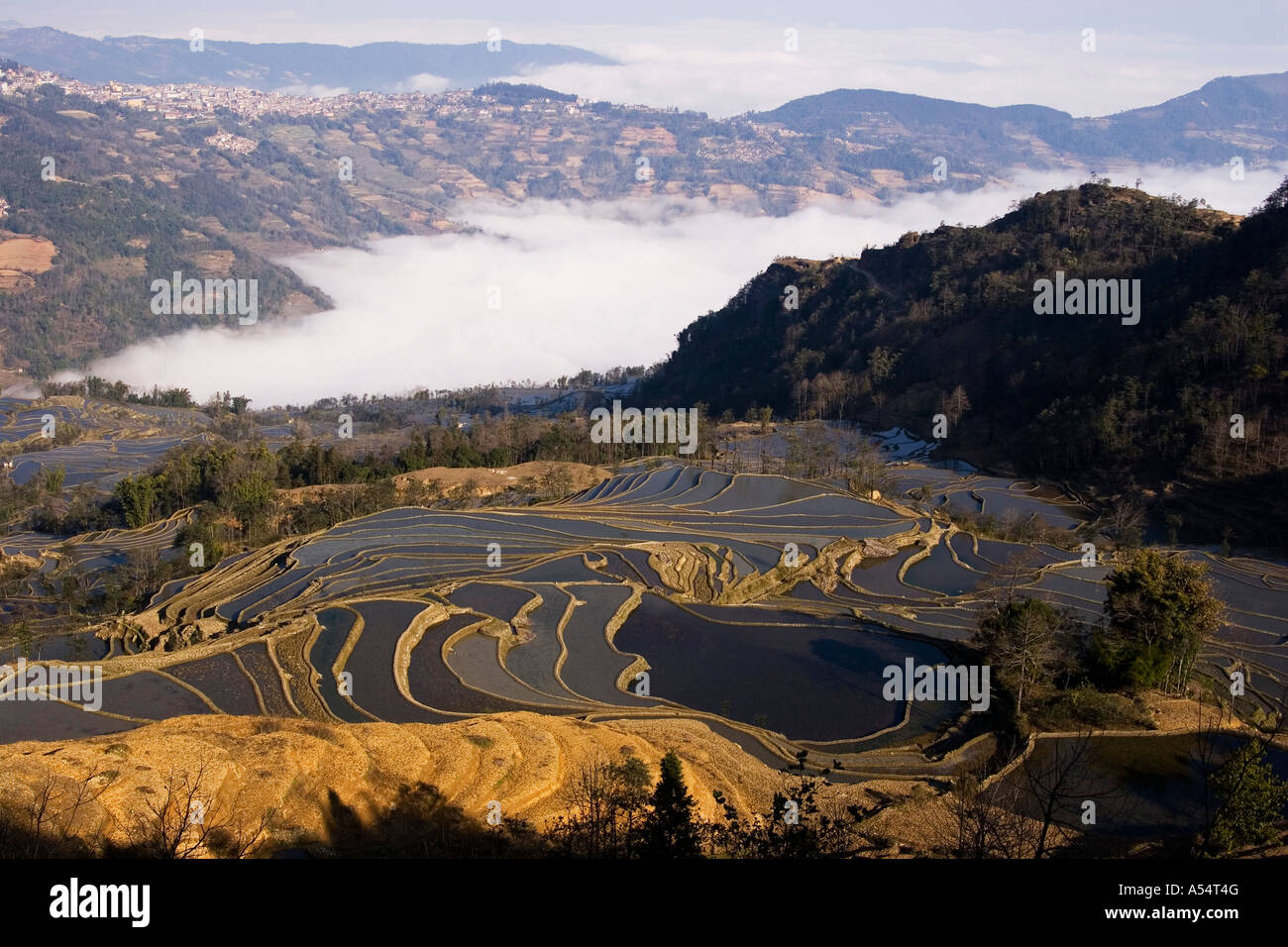 View of rice terraces Yuanyang China Stock Photo - Alamy