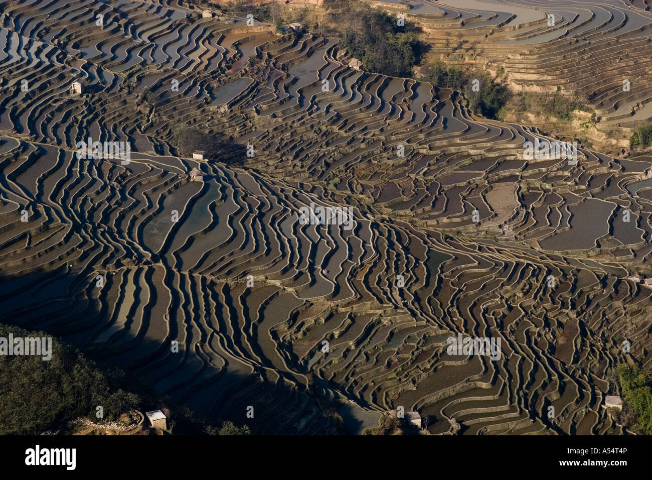 View of rice terraces Yuanyang China Stock Photo - Alamy