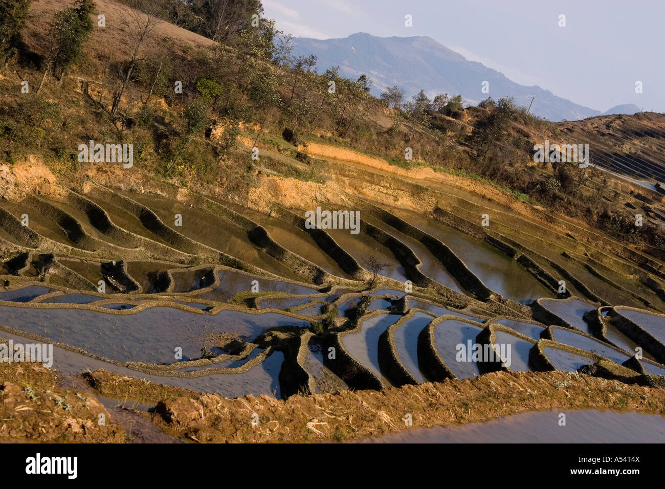 View of rice terraces Yuanyang China Stock Photo - Alamy