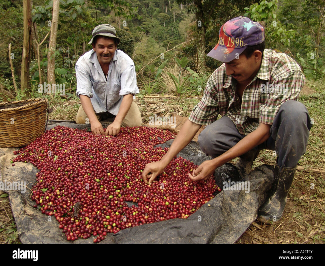 Cleaning beans hi-res stock photography and images - Alamy