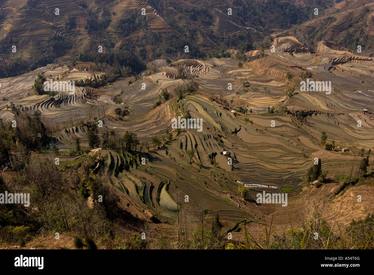 Veiw of rice terraces Yuanyang China Stock Photo - Alamy